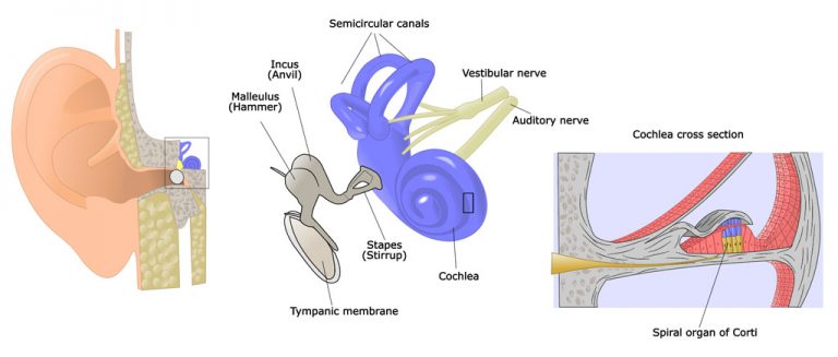 Dizziness - Benign Paroxysmal Positional Vertigo (BPPV) - FWENT